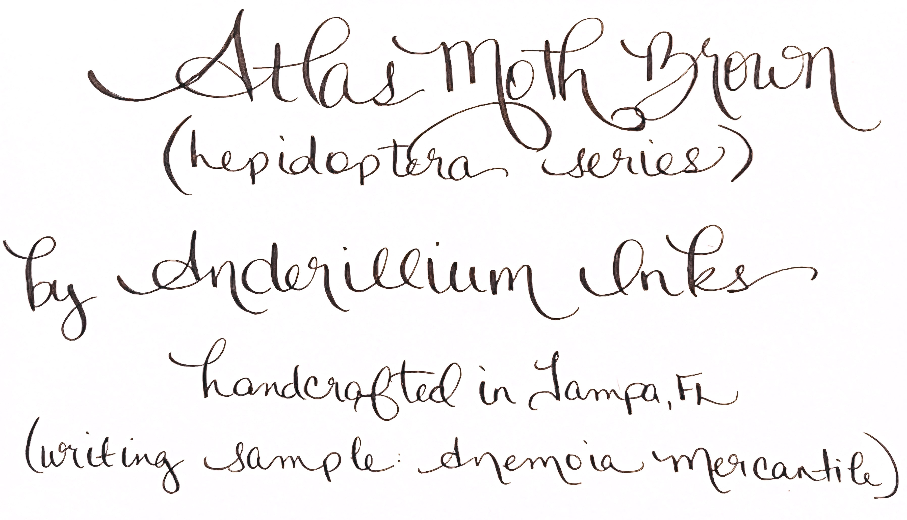 Atlas Moth Brown Ink